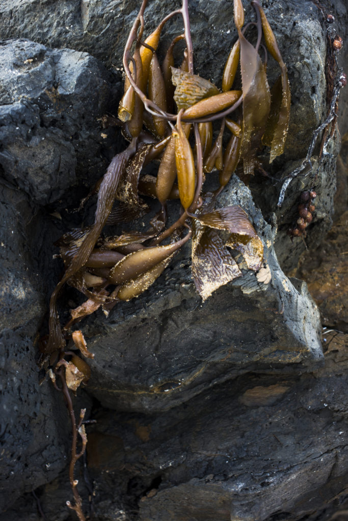 seaweed pods, Dep's Beach - Poodle Walks
